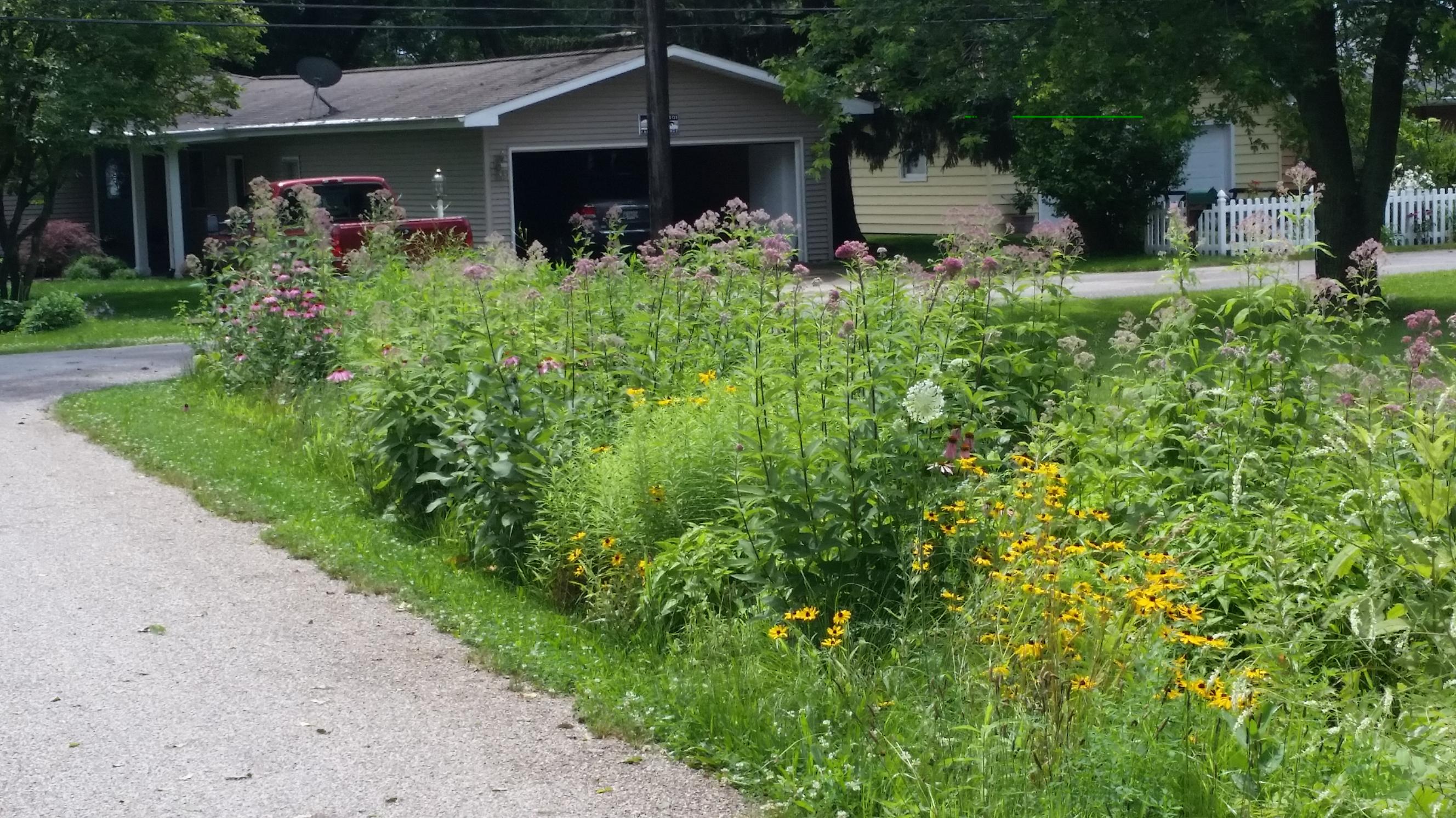 Native Species Restoration Gallery | The Stanger Group Services