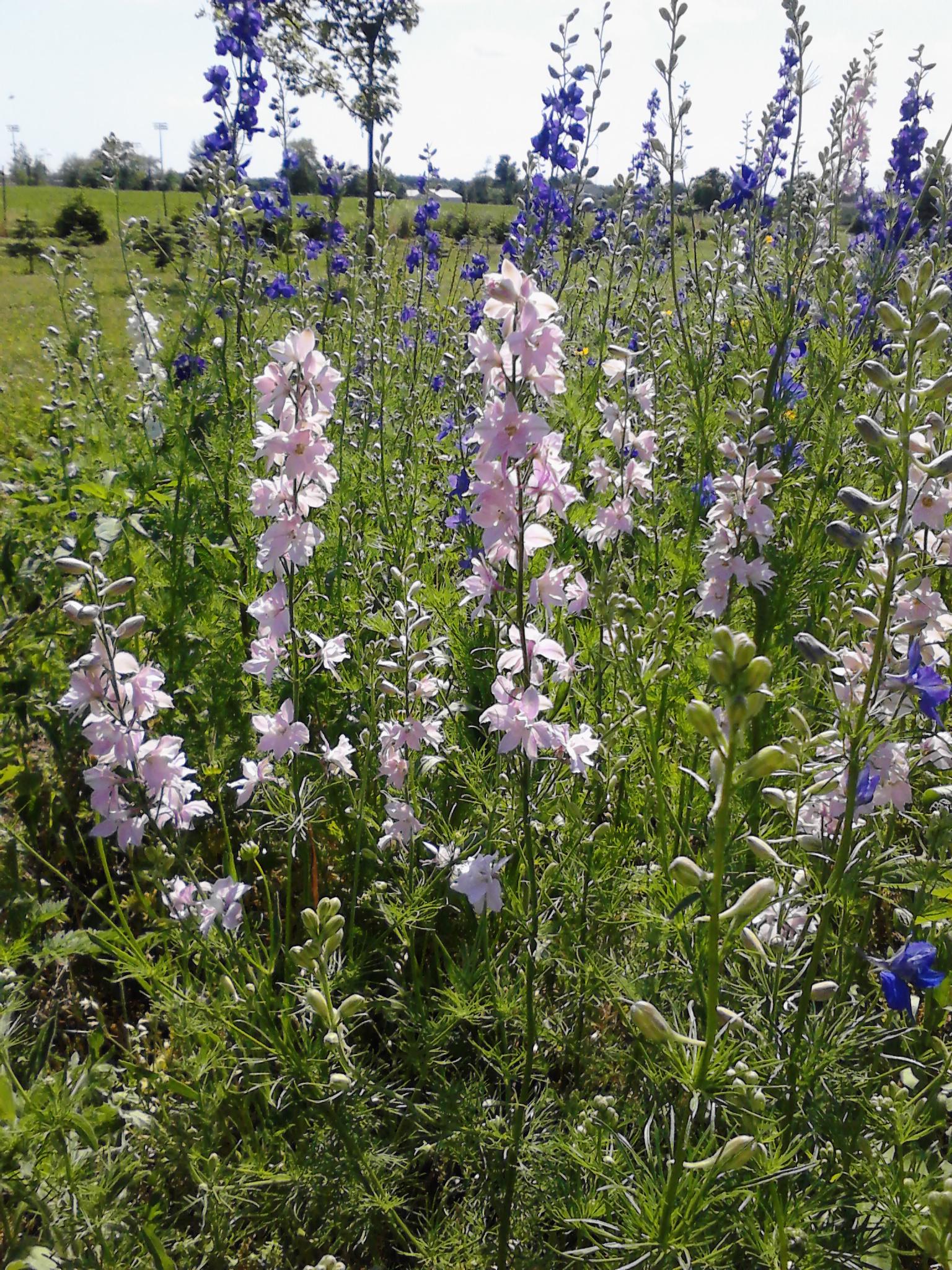 Native Species Restoration Gallery | The Stanger Group Services